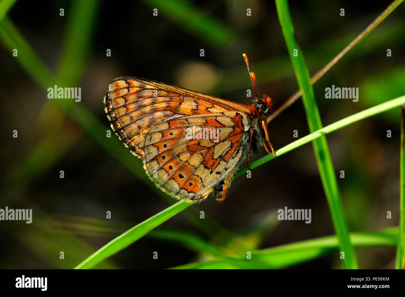 Marsh fritillary at rest hi-res stock photography and images - Alamy
