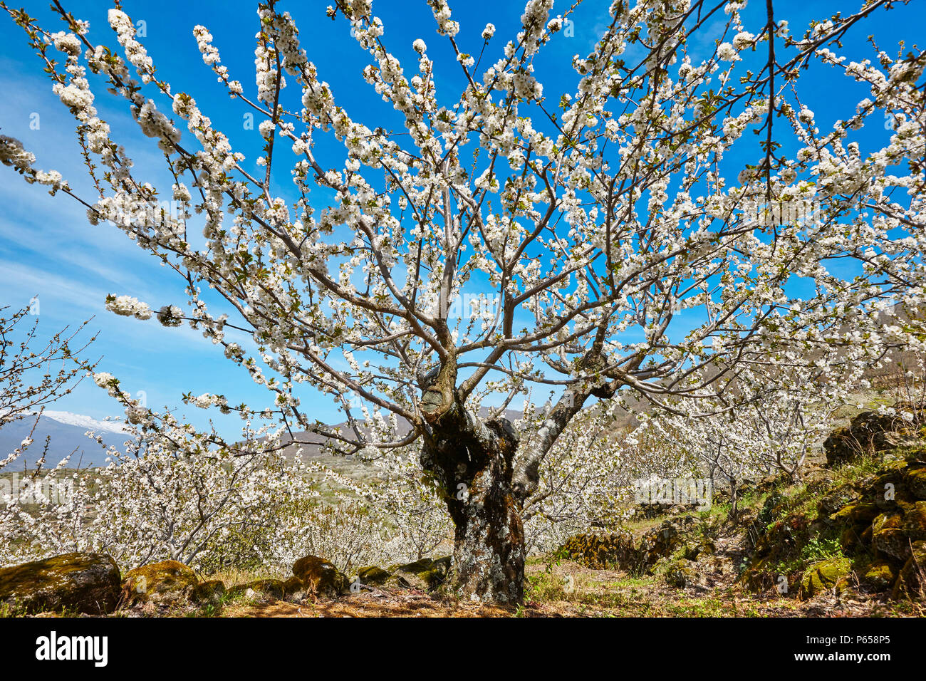 Cherry jerte valley hi-res stock photography and images - Alamy