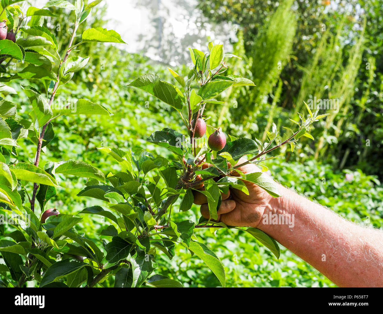 Hand that is touching a very small apple that is hanging on a tree ...