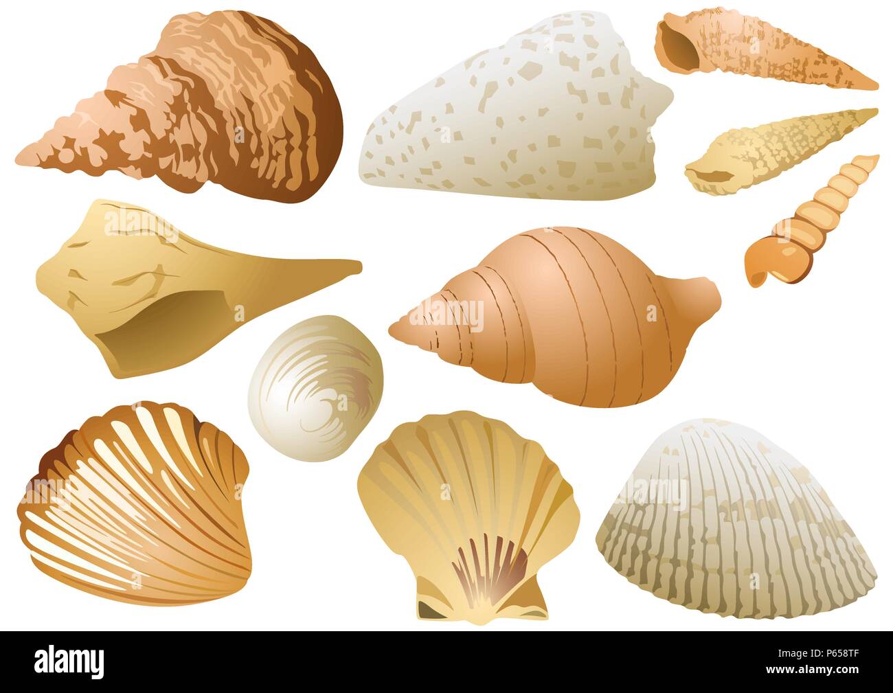 Seashell Set on White Background Stock Vector Image & Art - Alamy