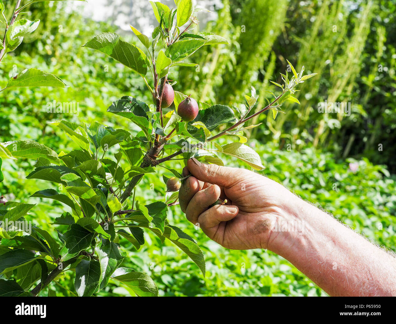 Hand that is touching a very small apple that is hanging on a tree ...