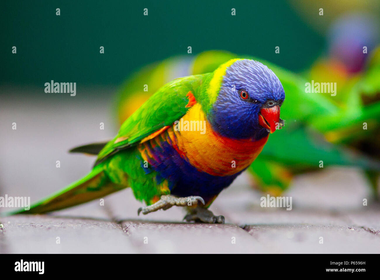 Lorikeets A Pride Month Update From The Rainbow Lorikeets