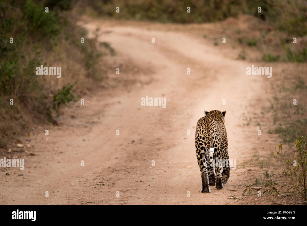 Leopard walking away from camera Stock Photo - Alamy