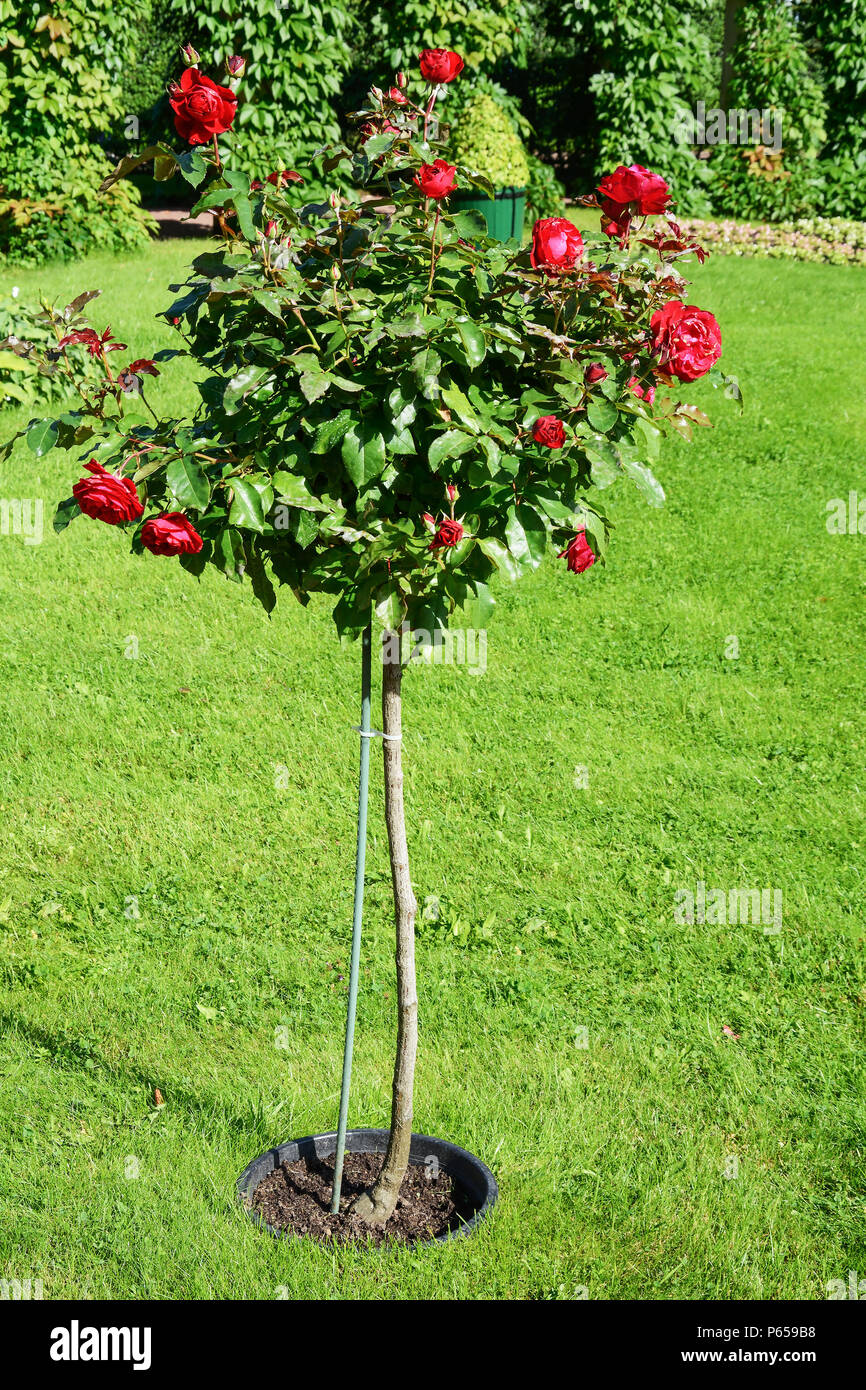 Decorative tree of a stamp rose with red flowers Stock Photo - Alamy