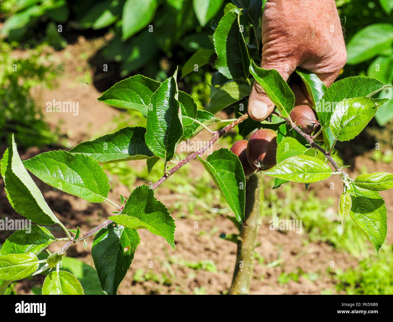 Hand that is touching a very small apple that is hanging on a tree ...