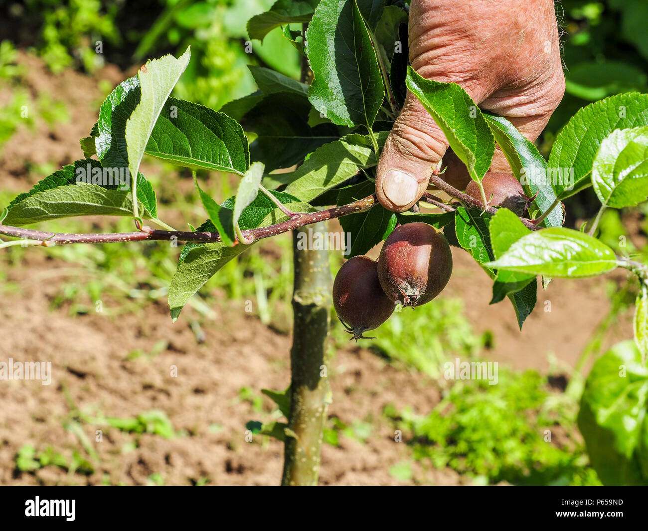 Hand that is touching a very small apple that is hanging on a tree ...