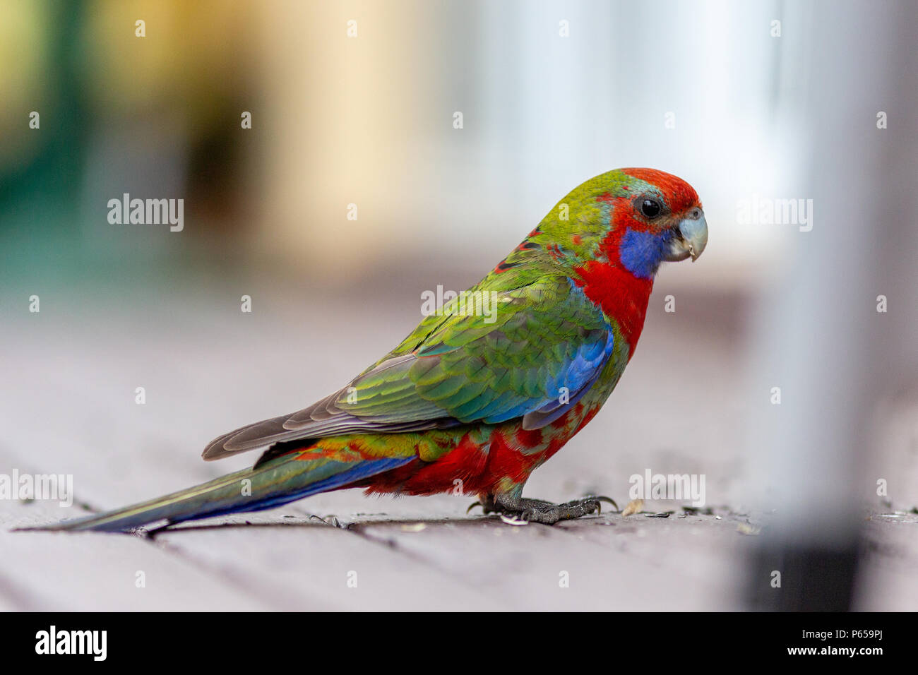 Yellow rosella hi-res stock photography and images - Alamy