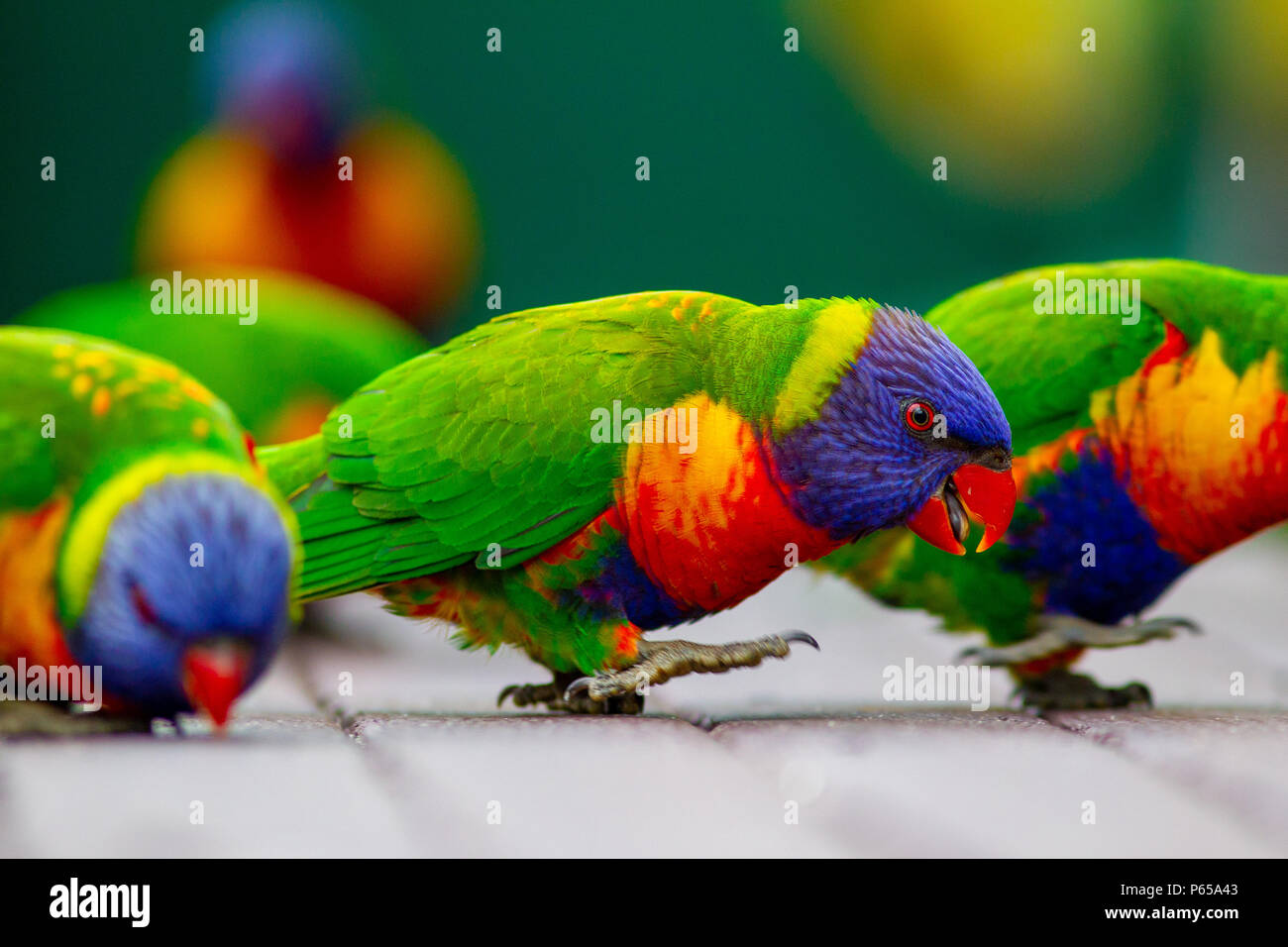 Multiple Rainbow Lorikeets eating seed in Lithgow New South Wales on ...