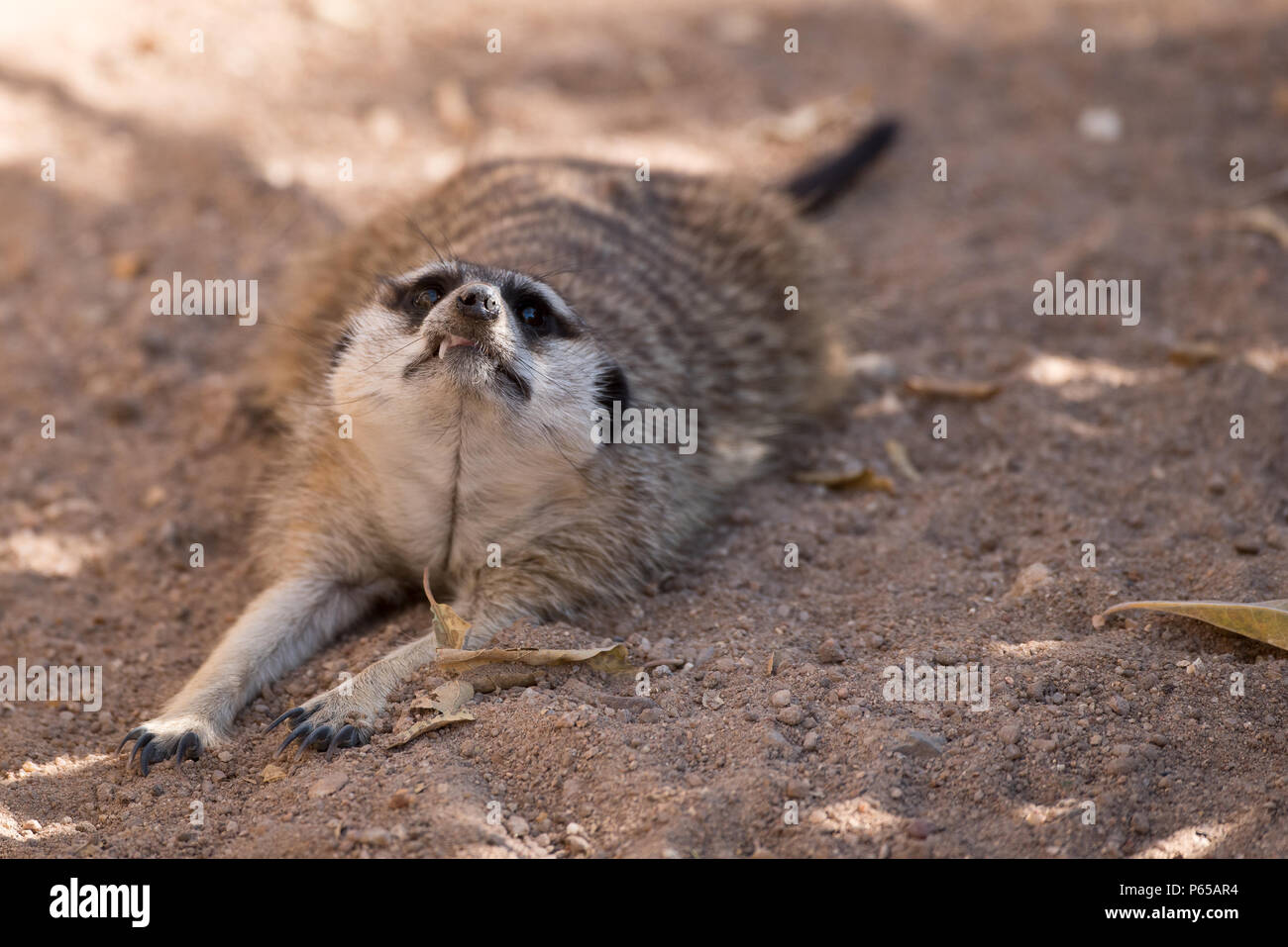 Cheeky grin hi-res stock photography and images - Alamy