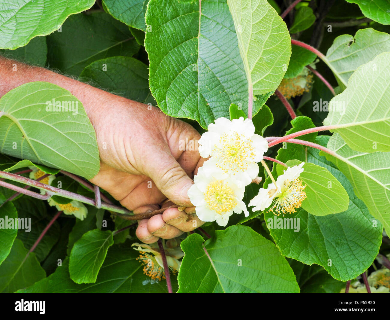 Kiwi fruit flowers tree in the hand the senior gardener, France Stock ...