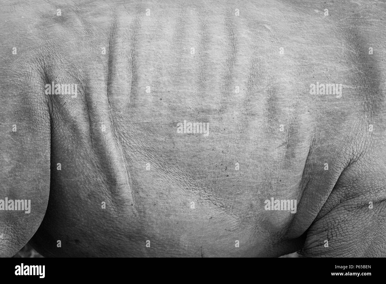 Rhino White Rhinoceros Skin Texture High Resolution Stock Photography ...