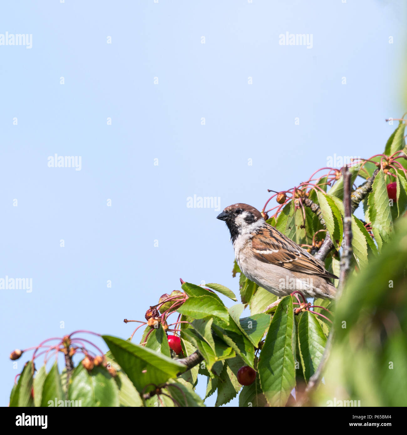 Bird stealing fruit hi-res stock photography and images - Alamy