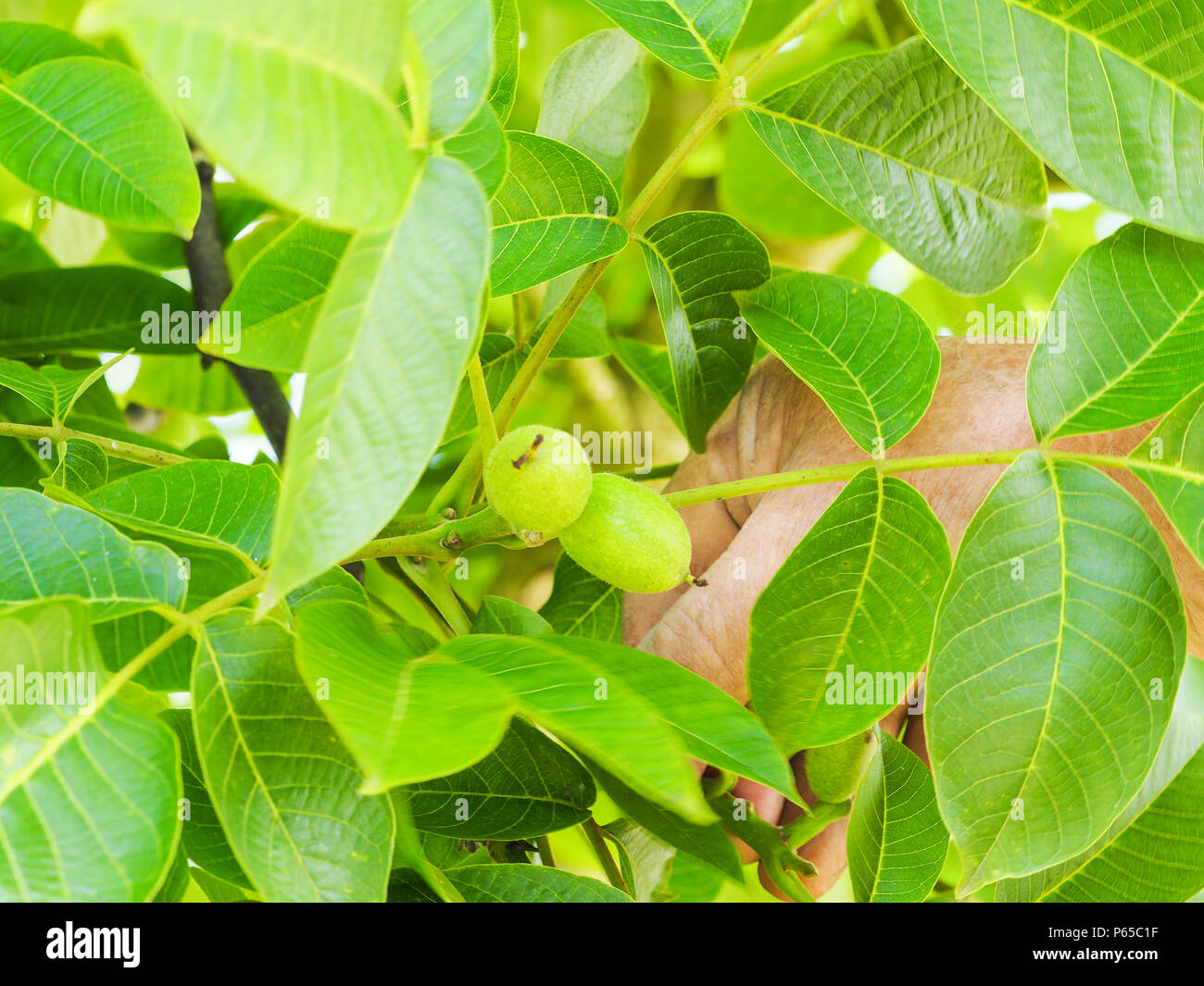 Human hand holding a green hazelnuts on the tree. Nuts of the filbert ...