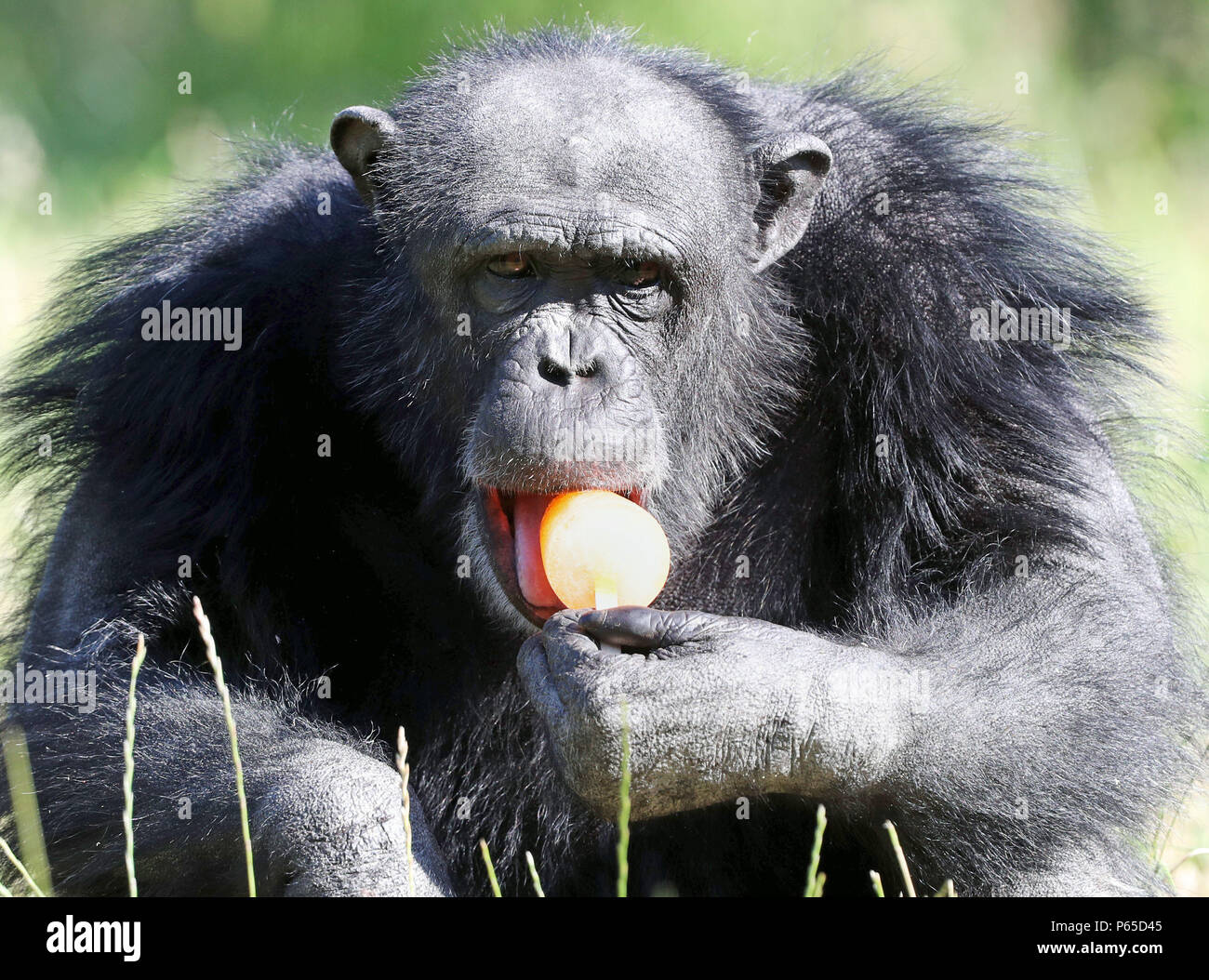 Chippy the chimp enjoys a fruit flavoured ice lolly at Blair Drummond ...