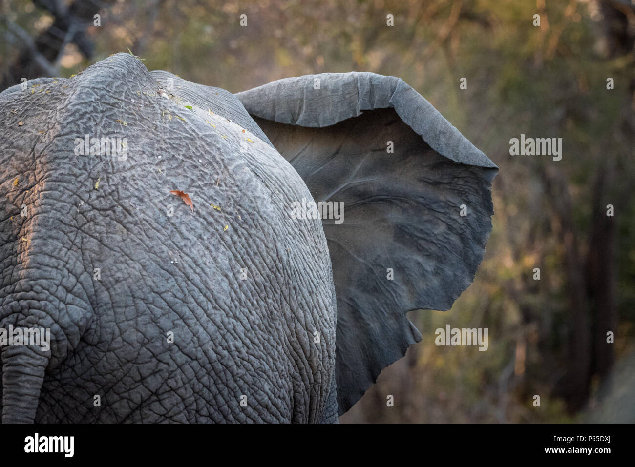 African wildlife safari baby hi-res stock photography and images - Alamy