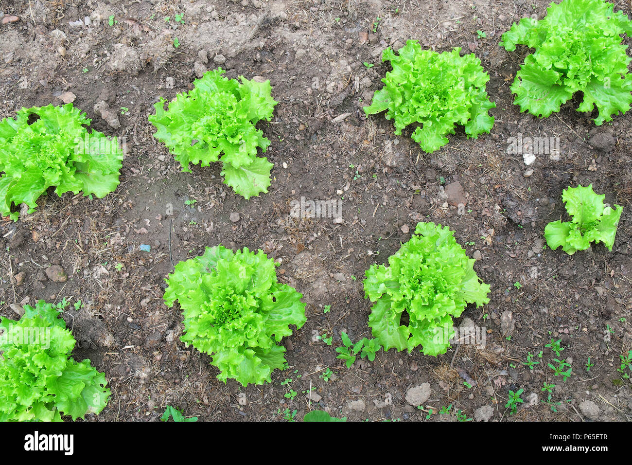 Escarole plant hi-res stock photography and images - Alamy