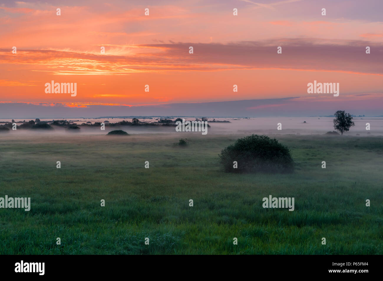 Natural Park of Biebrza Valley - sunrise over medow and pool Stock ...