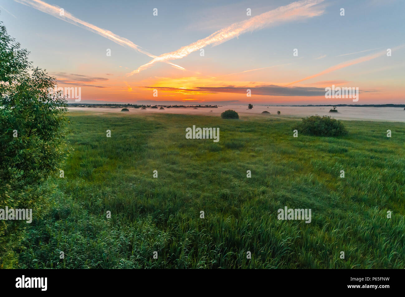 Natural Park of Biebrza Valley - sunrise over medow and pool Stock ...