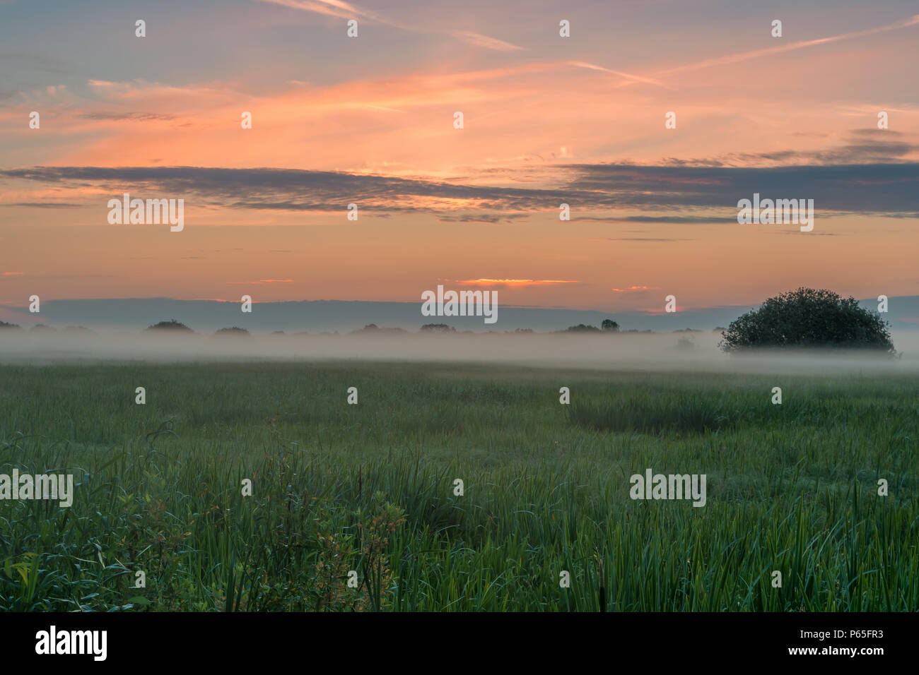 Natural Park of Biebrza Valley - sunrise over medow and pool Stock ...