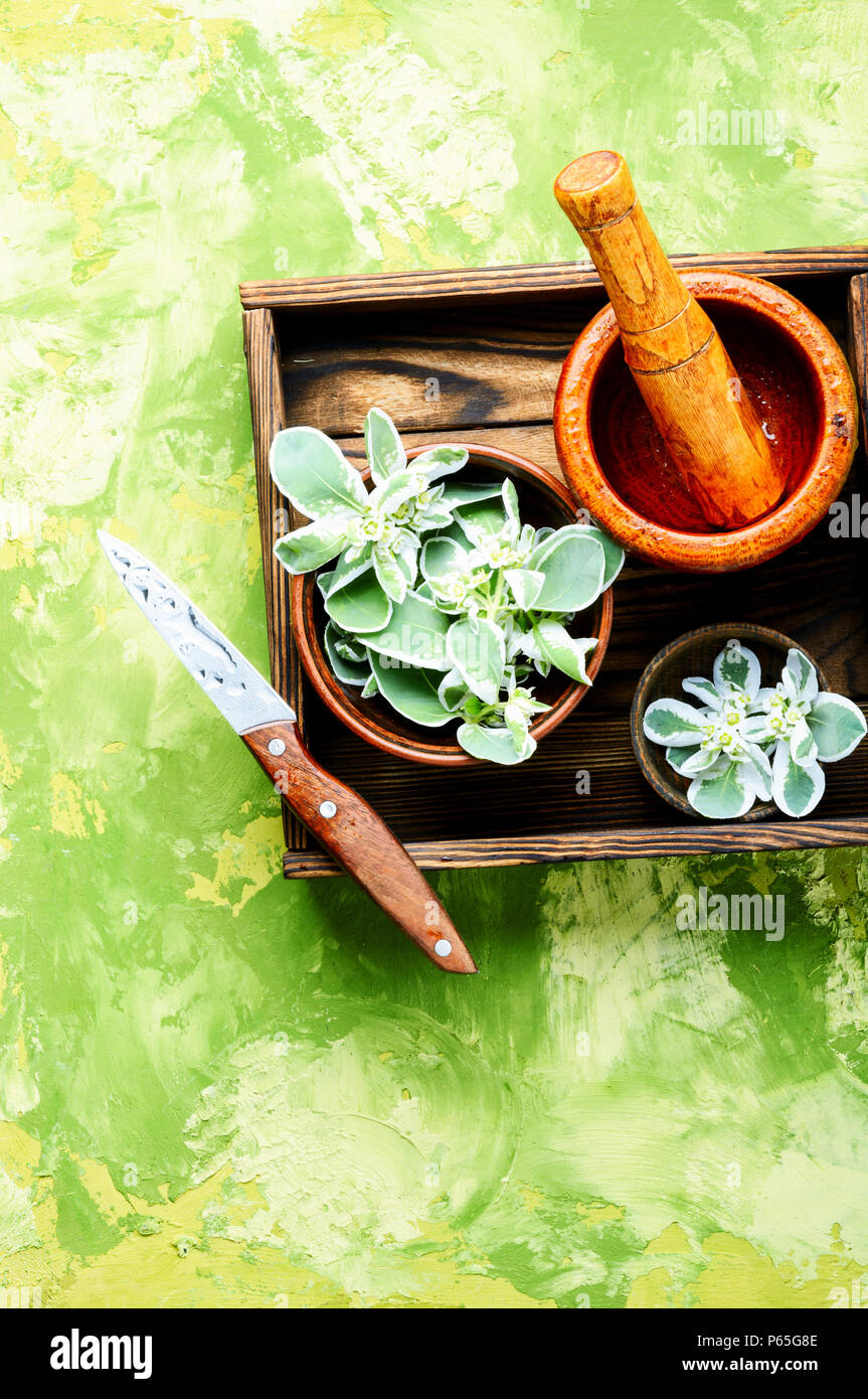 Wild medicinal plant spurge, used in folk medicine Stock Photo - Alamy