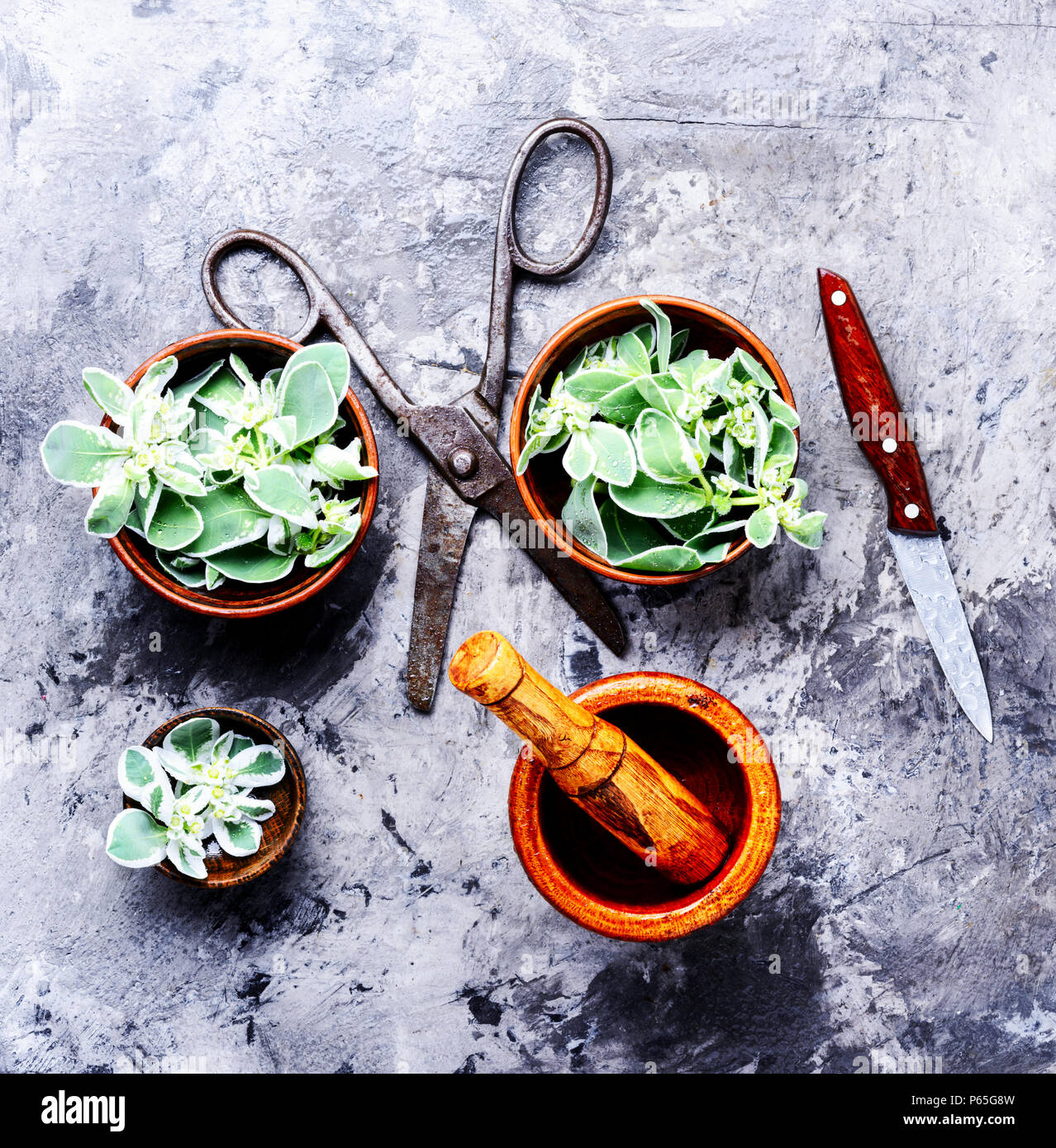 Wild medicinal plant spurge, used in folk medicine Stock Photo - Alamy
