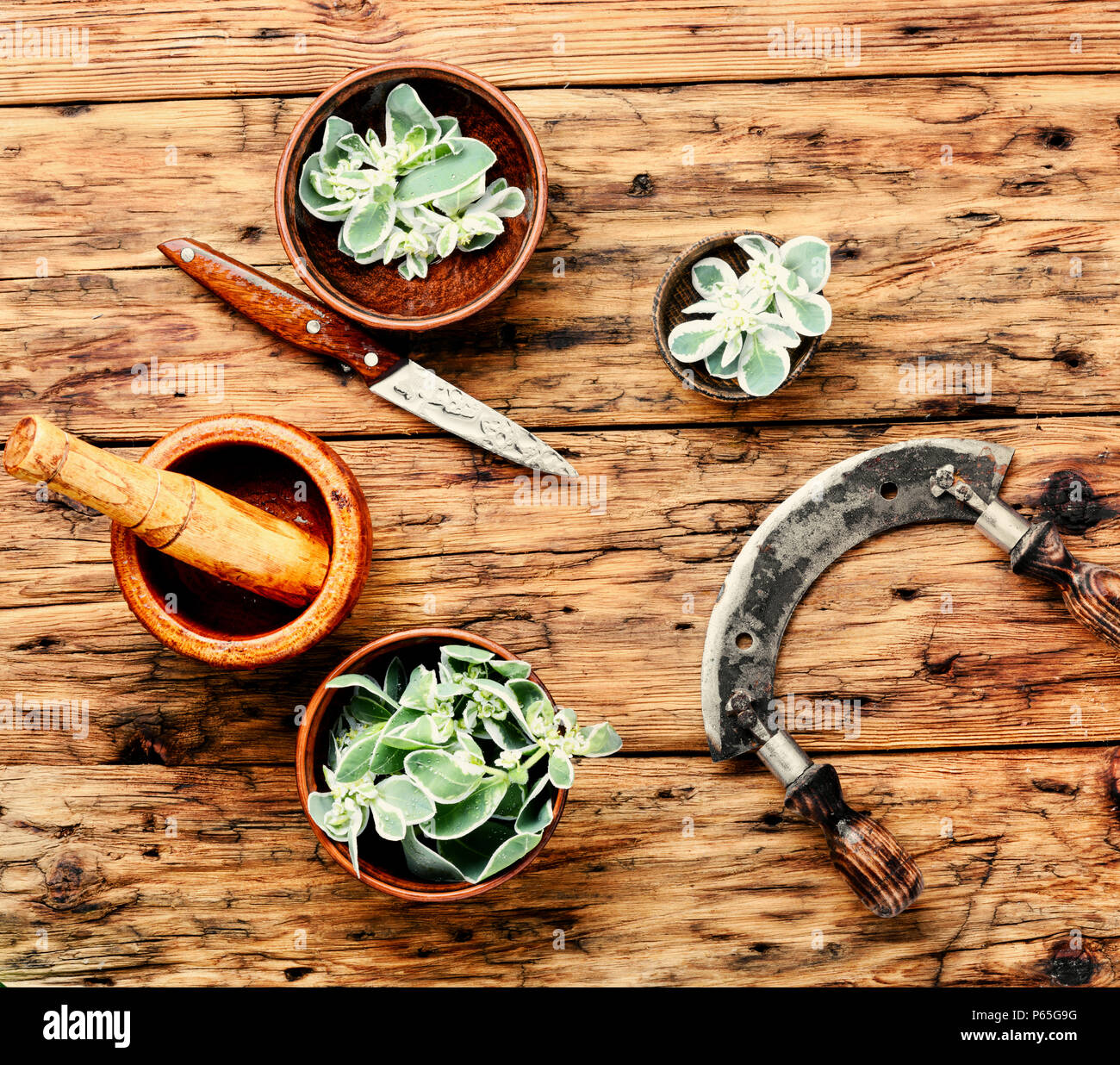Wild medicinal plant spurge, used in folk medicine Stock Photo - Alamy