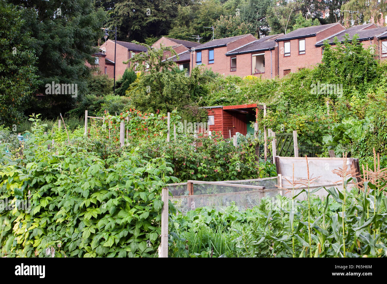 Uk allotments hi-res stock photography and images - Alamy