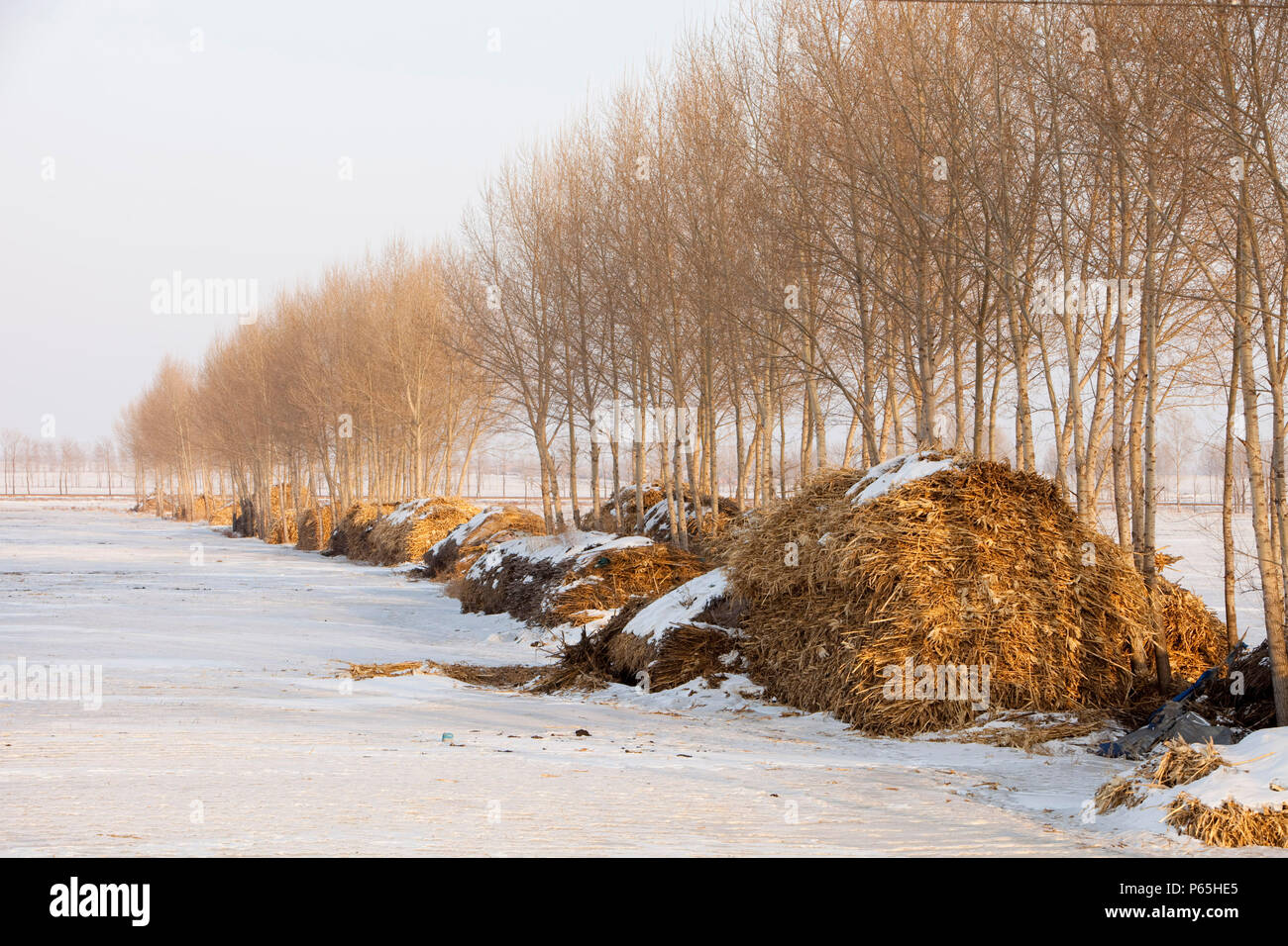 Burni hi-res stock photography and images - Alamy