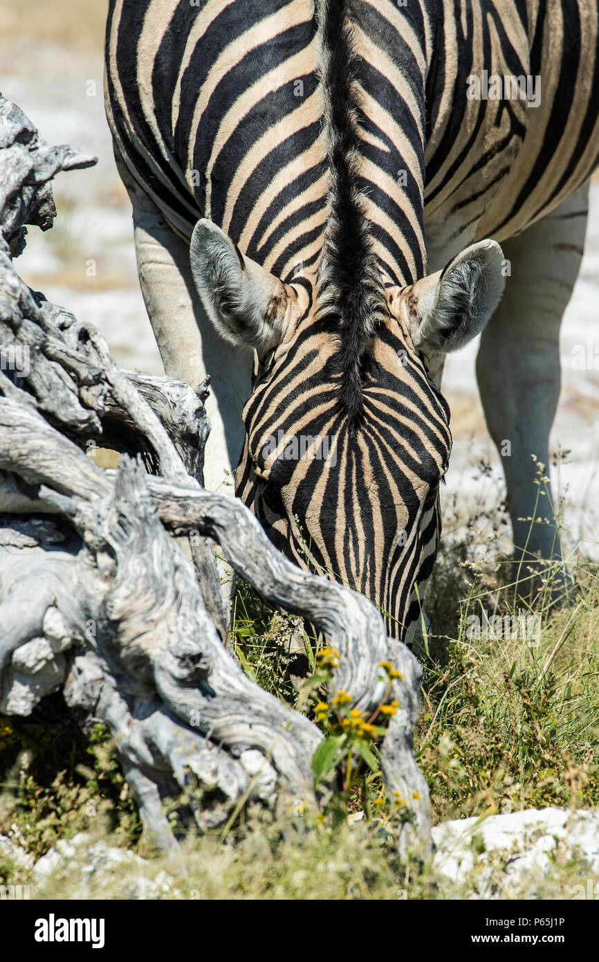 Titbits hi-res stock photography and images - Alamy