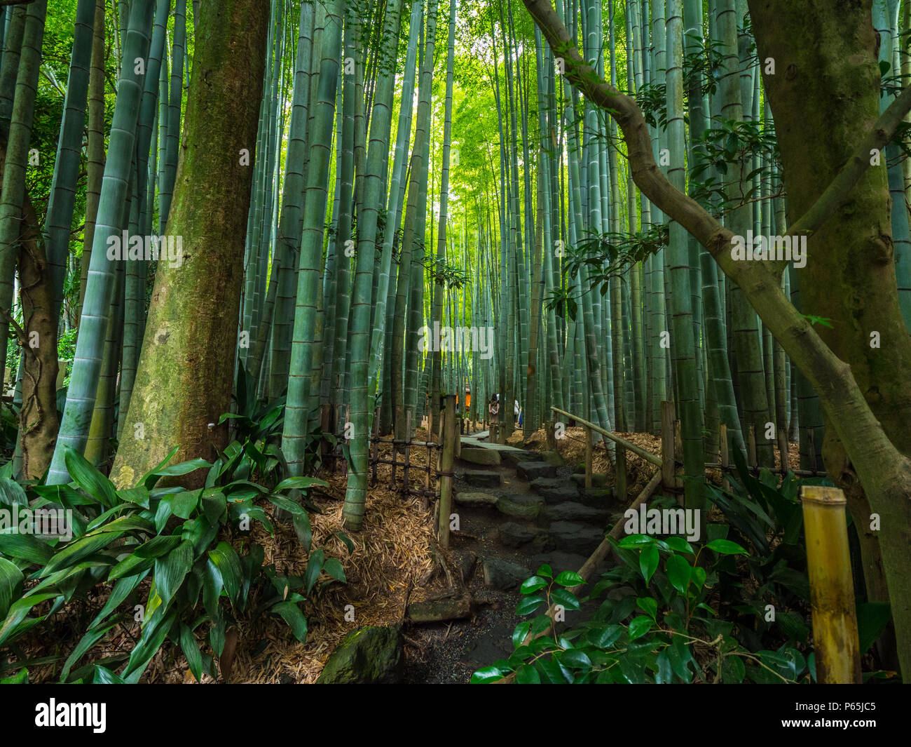 Walking through a Bamboo Forest in Japan - TOKYO / JAPAN - JUNE 17 ...