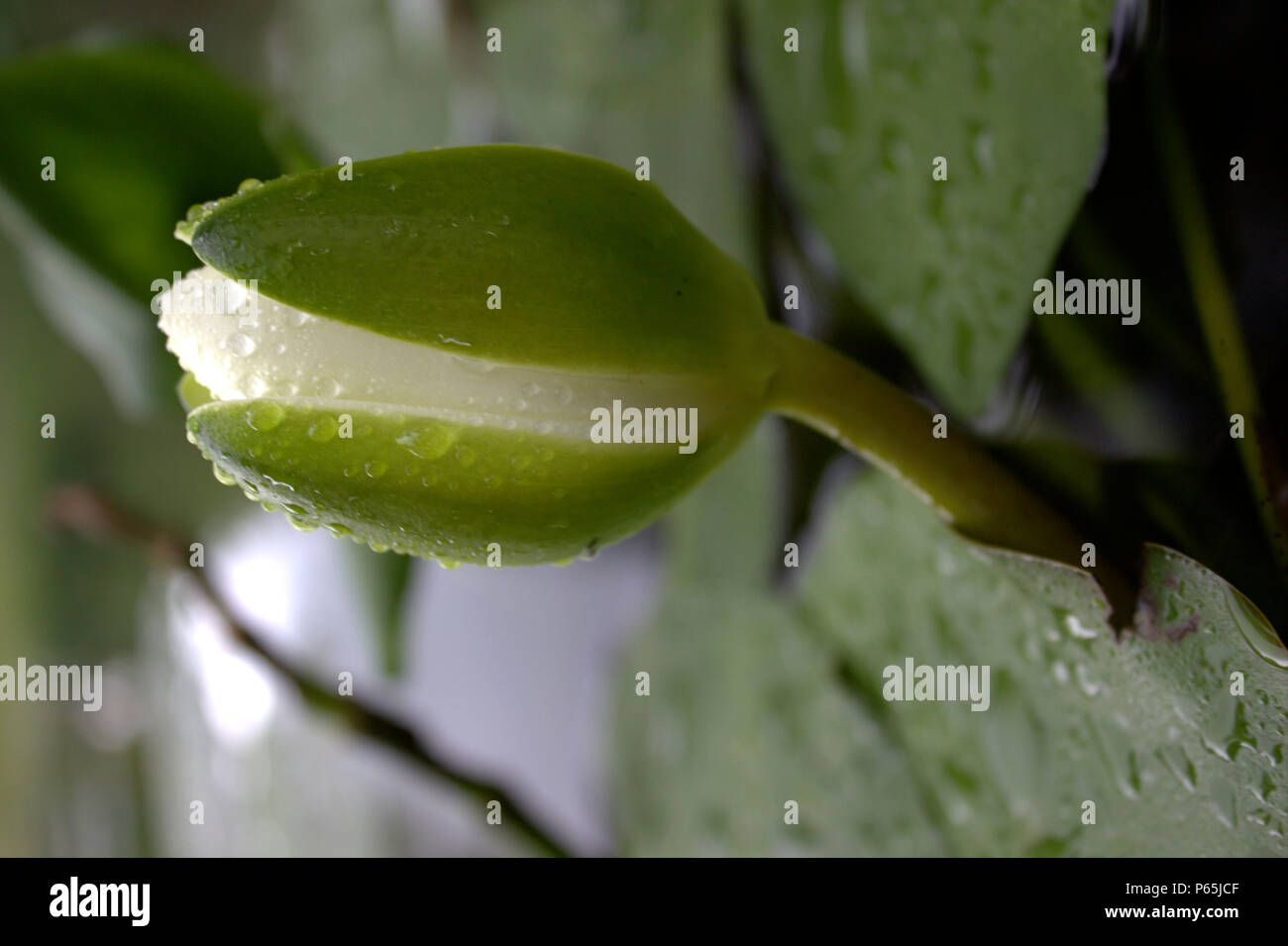 Vesiroos hi-res stock photography and images - Alamy