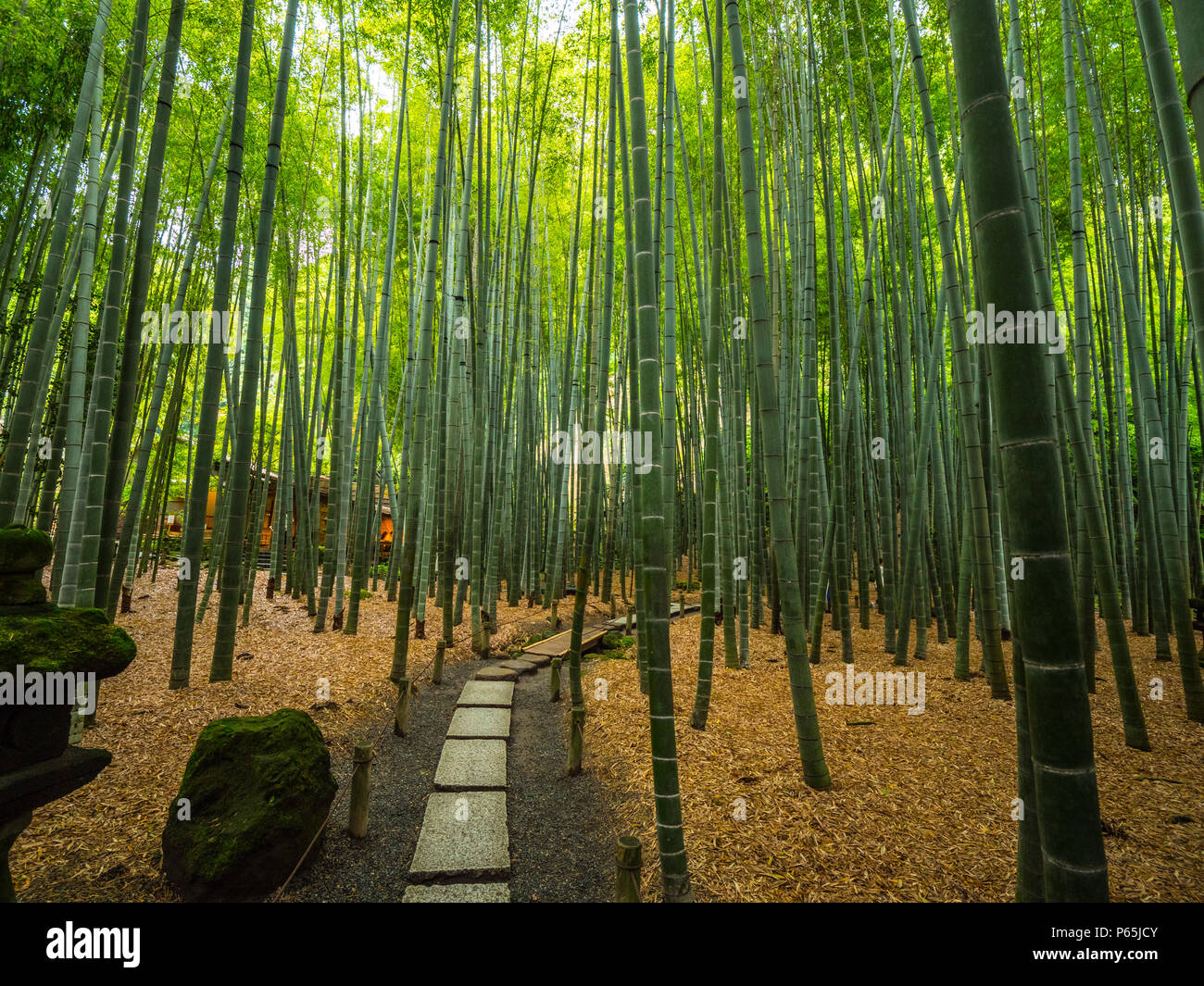 Amazing path through a Japanese Bamboo Forest - TOKYO / JAPAN - JUNE 17 ...