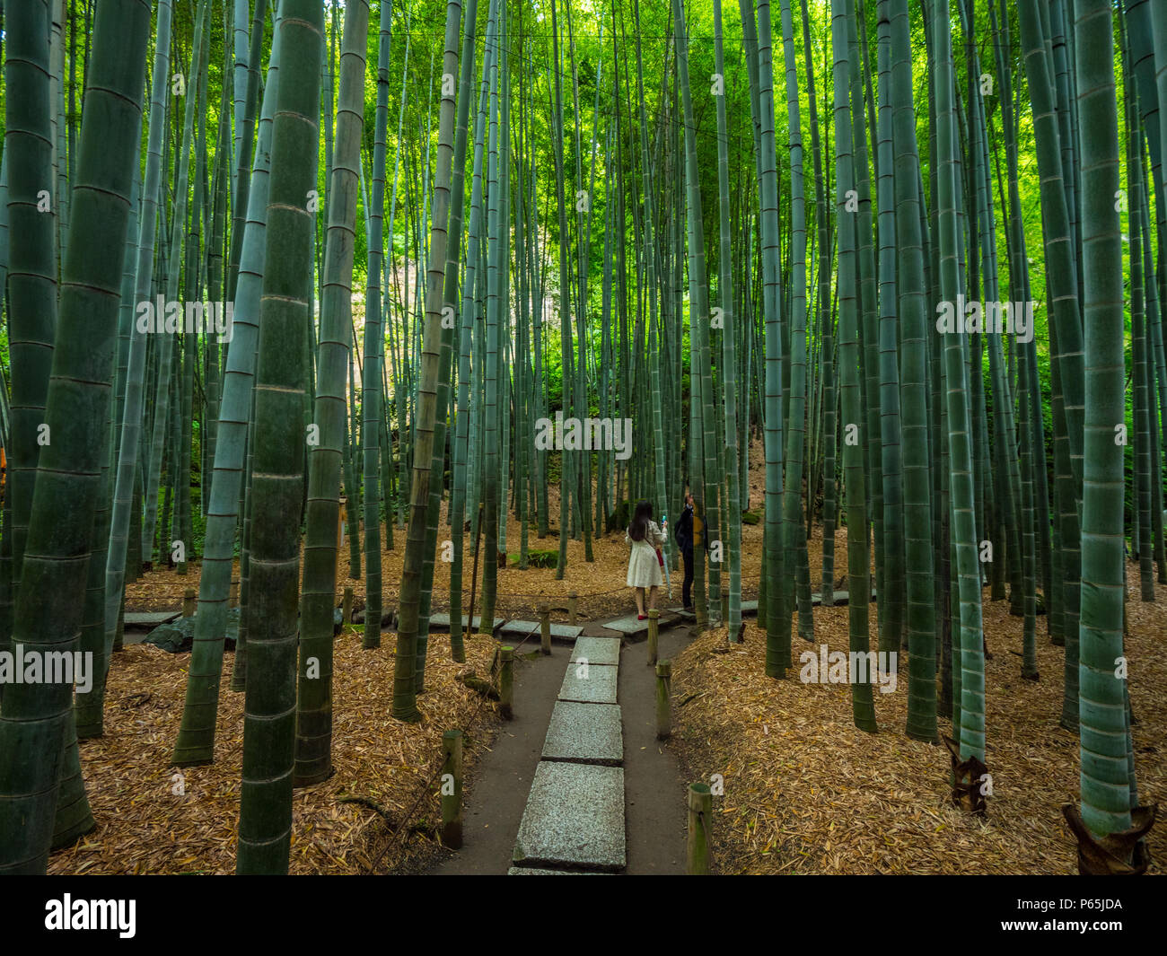 Amazing path through a Japanese Bamboo Forest - TOKYO / JAPAN - JUNE 17 ...