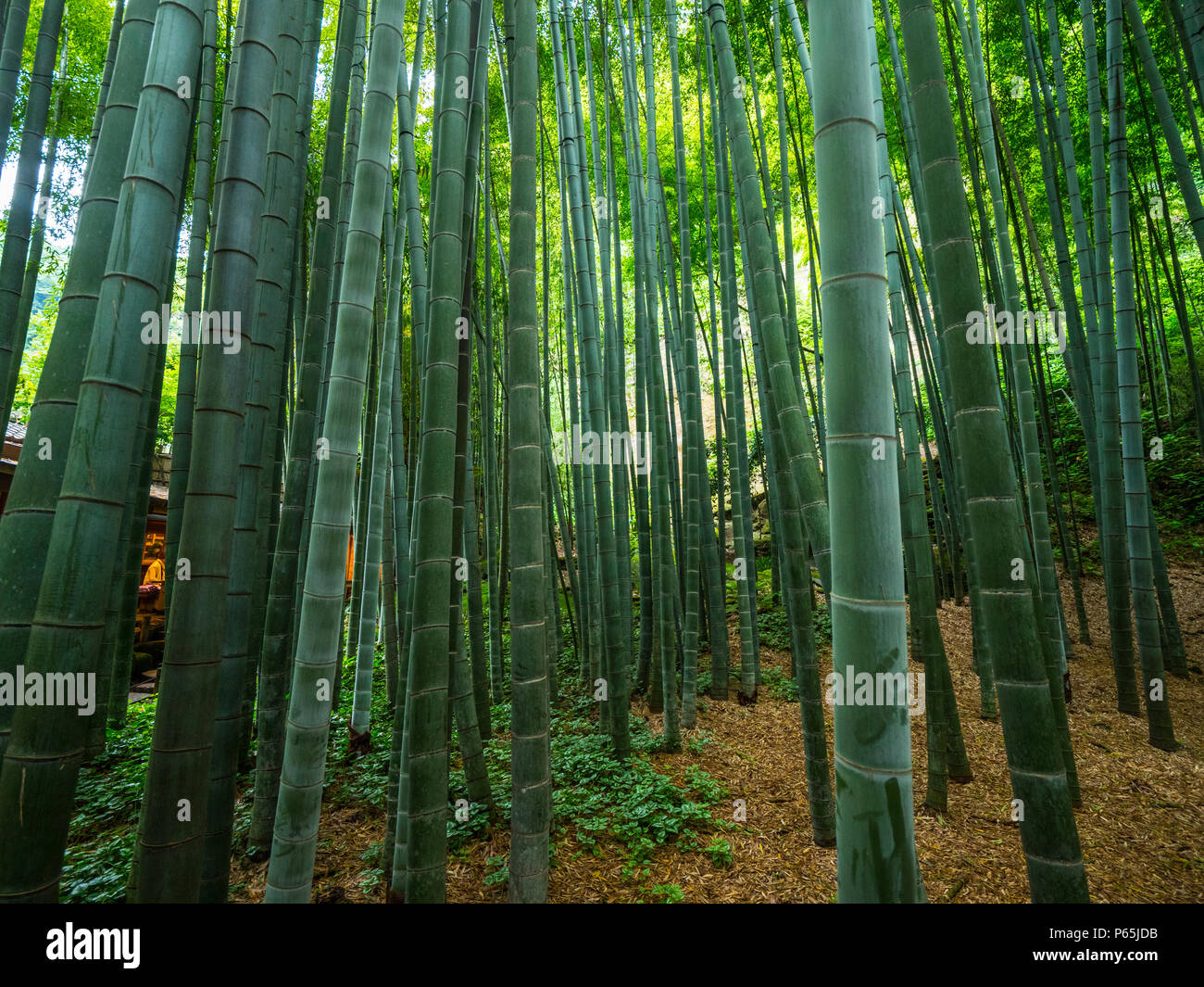 Walking through a Bamboo Forest in Japan - TOKYO / JAPAN - JUNE 17 ...