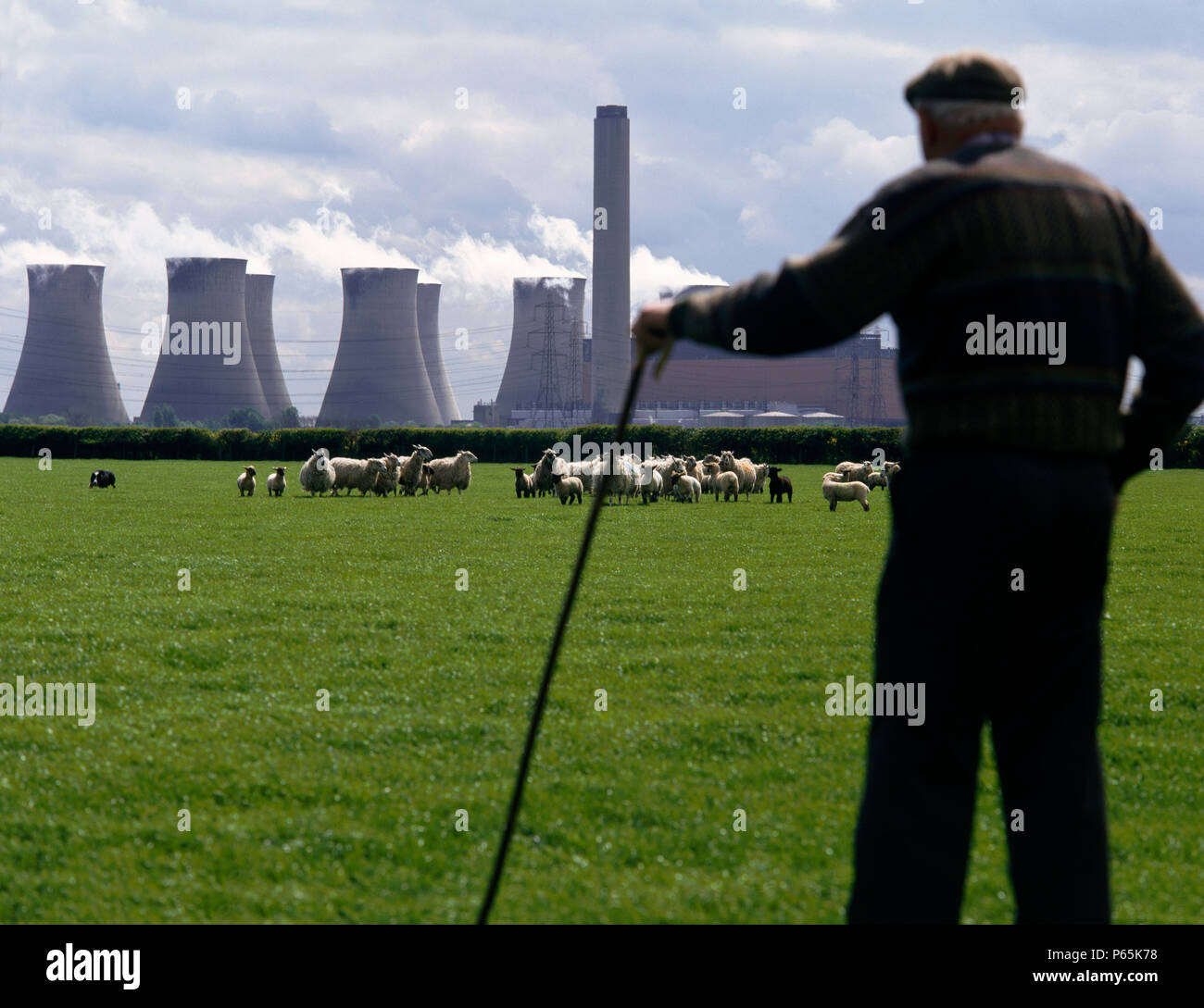 Shepherd, sheep and power station. Lincolnshire, United Kingdom Stock ...