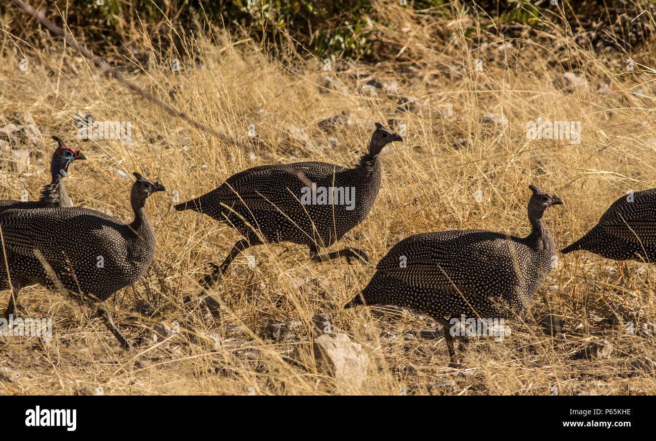 Guinea fowl flock hi-res stock photography and images - Alamy