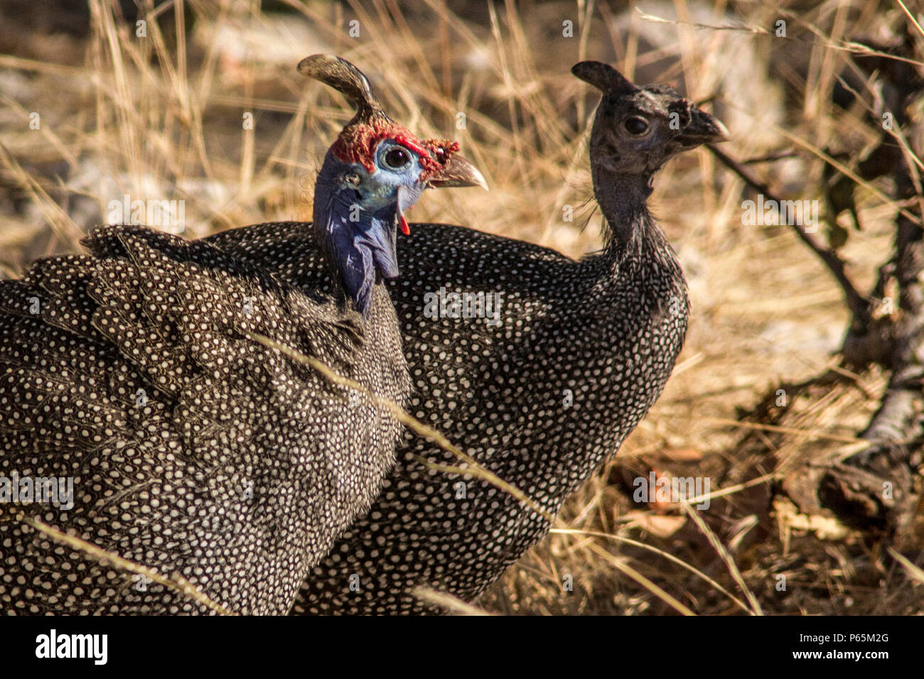African Guinea Fowl
