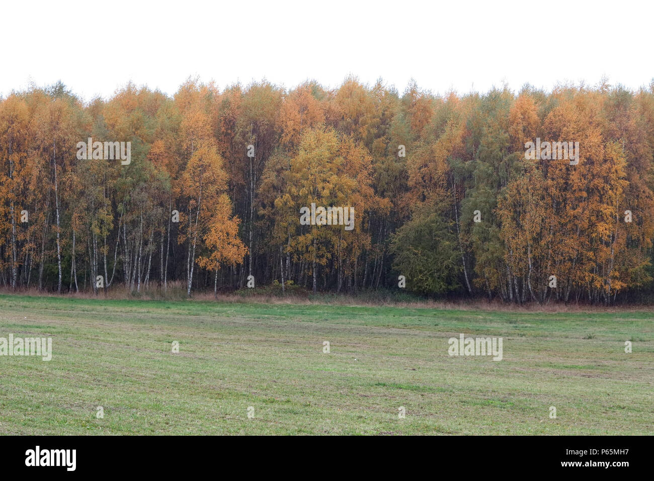 Birch nature fall autumn tree hi-res stock photography and images - Alamy