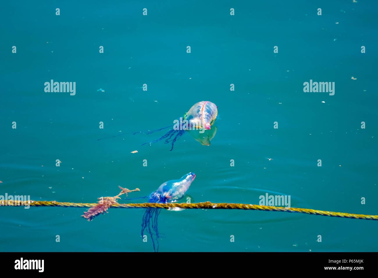 Portuguese man of war floating in a harbour Stock Photo - Alamy