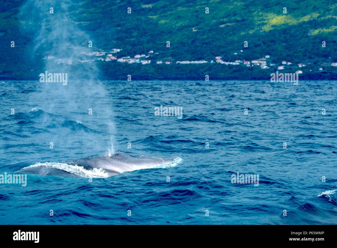 Fin whale close to the volcanic coast of Pico island Stock Photo - Alamy