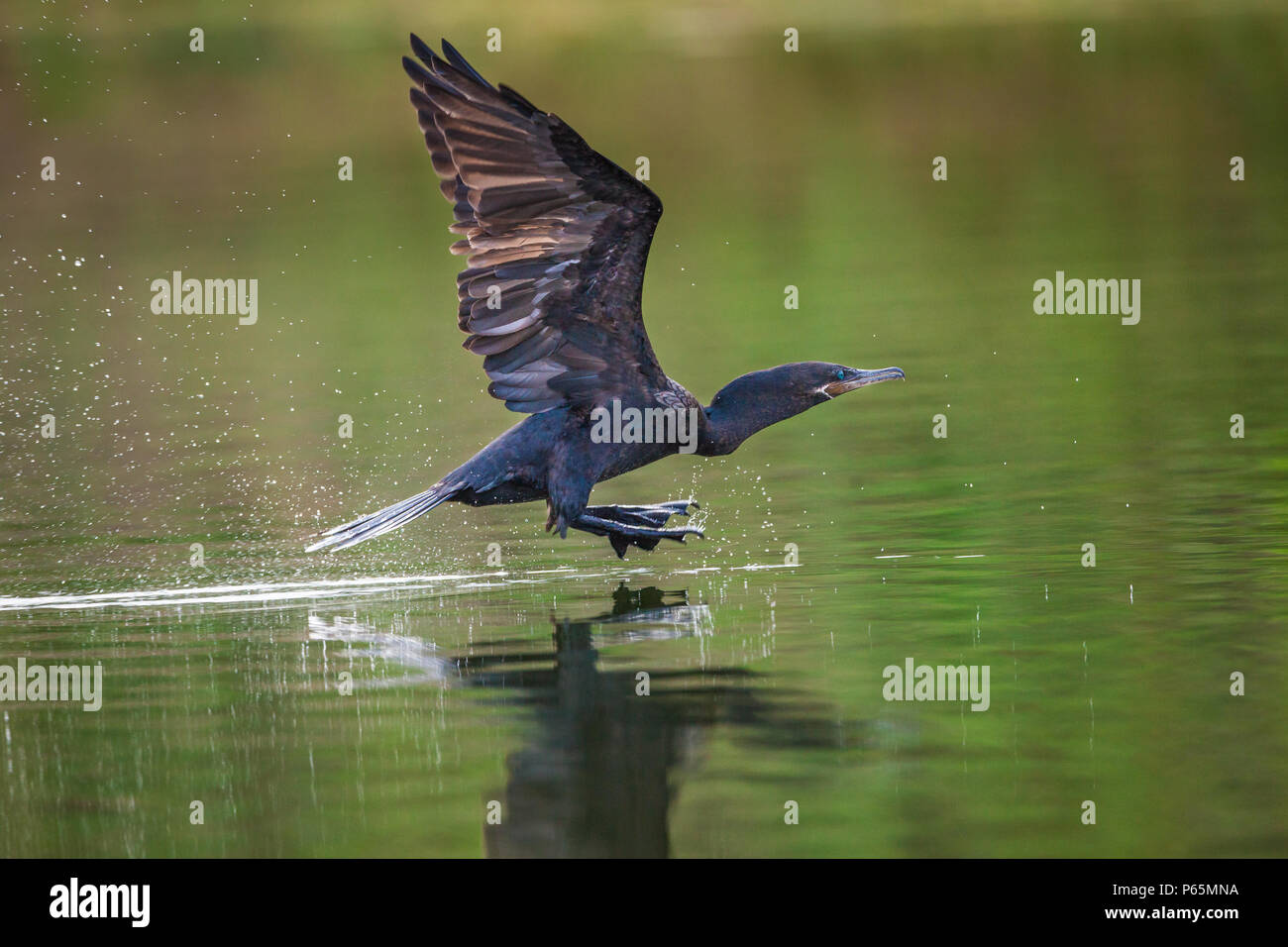 Neotropic Cormorant, Phalacrocorax brasilianus, in flight over bayano ...