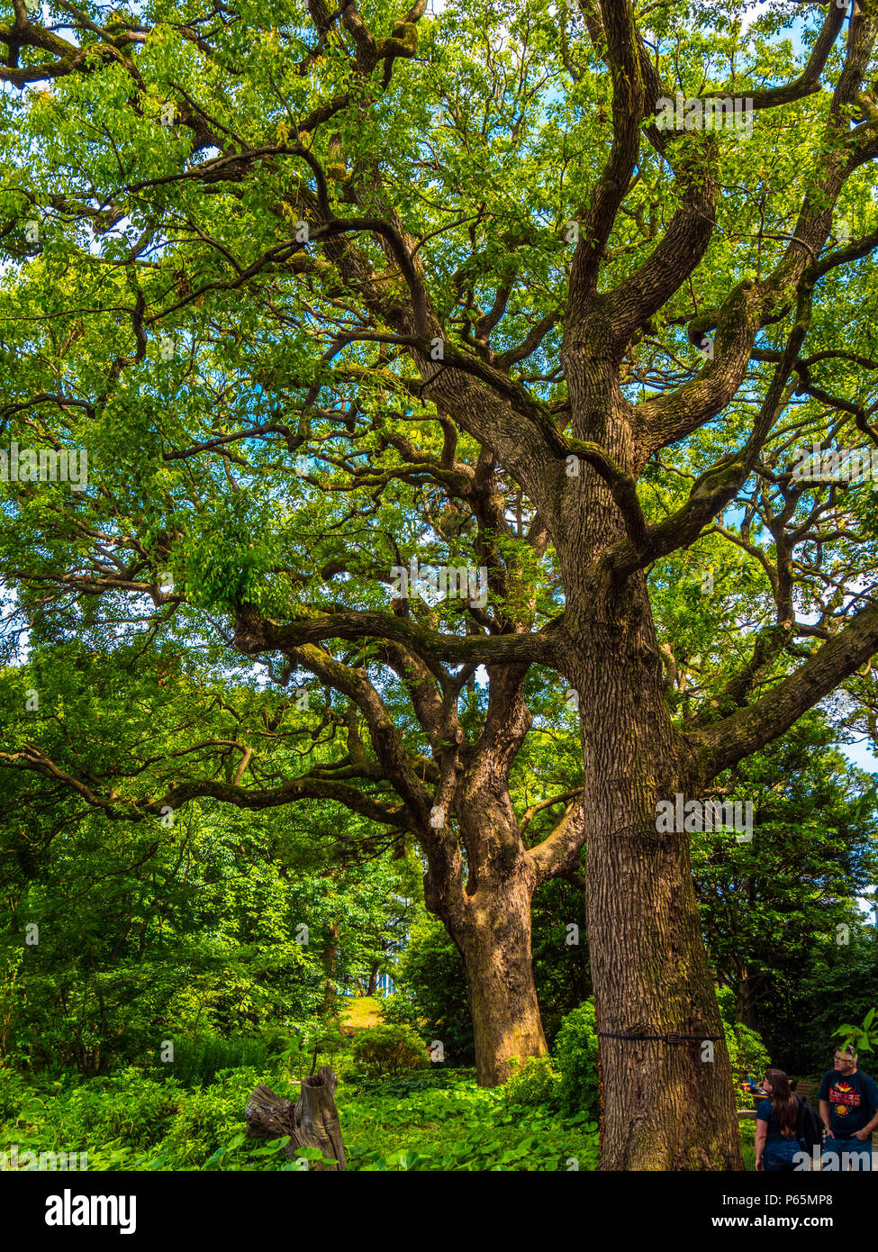 Tokyo tower vegetation in hi-res stock photography and images - Alamy