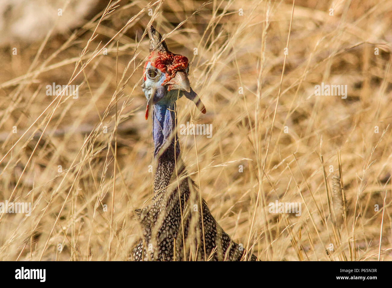 Helmet bird hi-res stock photography and images - Alamy