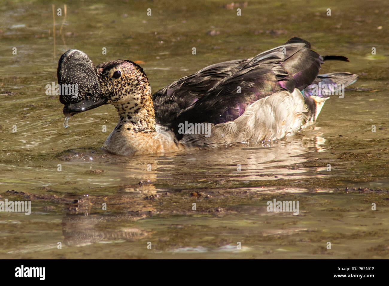 Comb duck swimming hi-res stock photography and images - Alamy