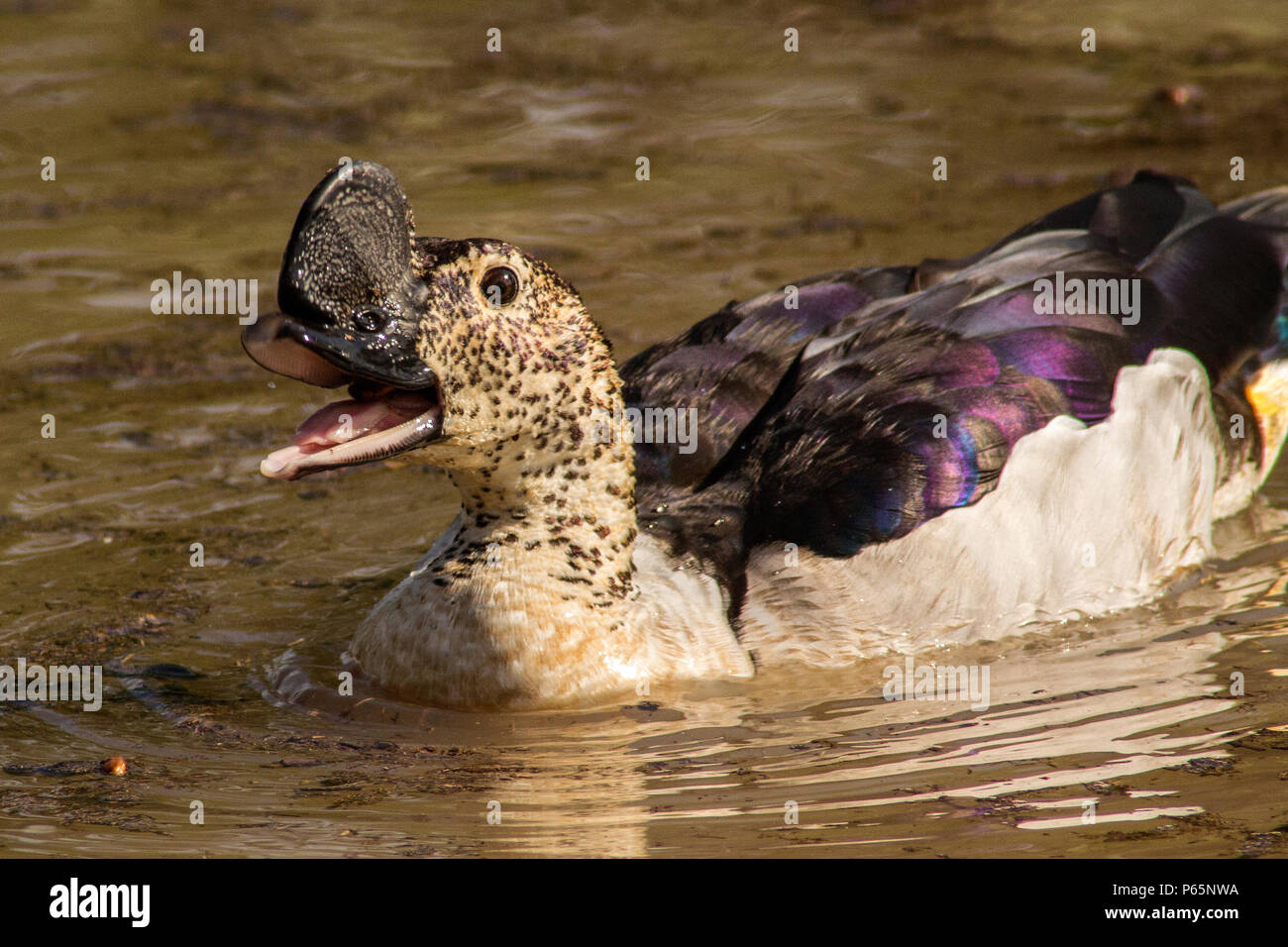 Comb duck swimming hi-res stock photography and images - Alamy