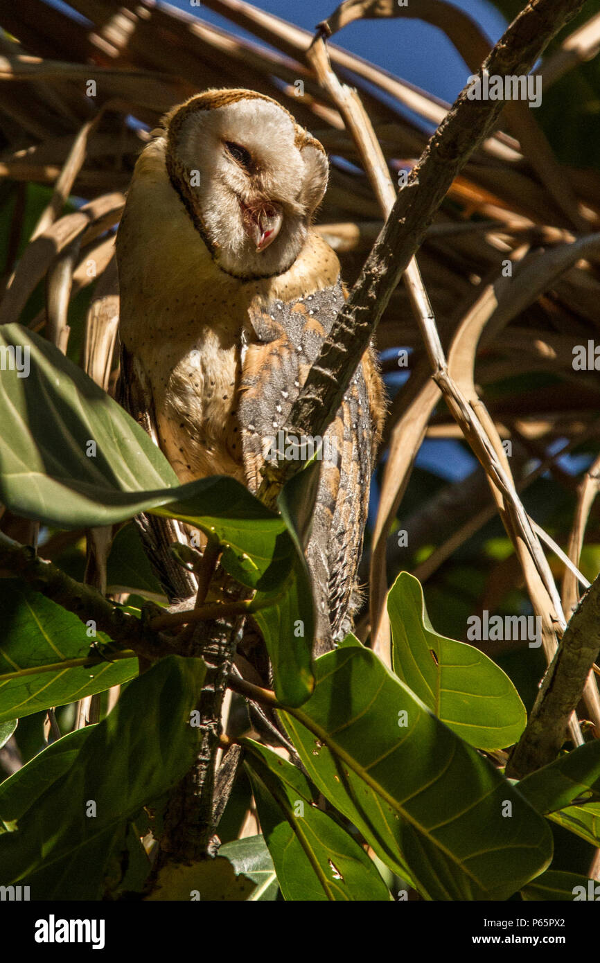 African barn owl tyto alba hi-res stock photography and images - Alamy