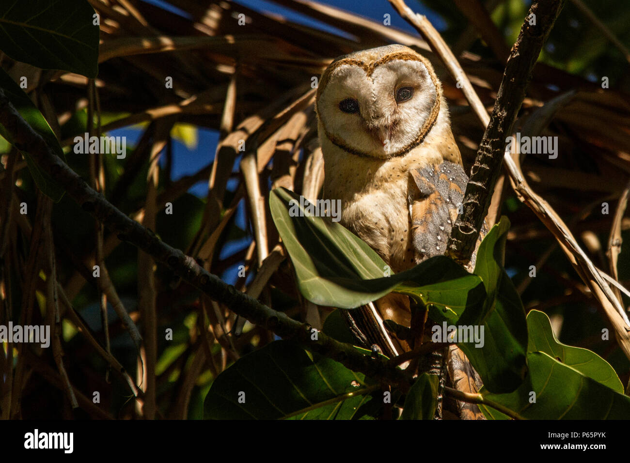 African barn owl hi-res stock photography and images - Alamy