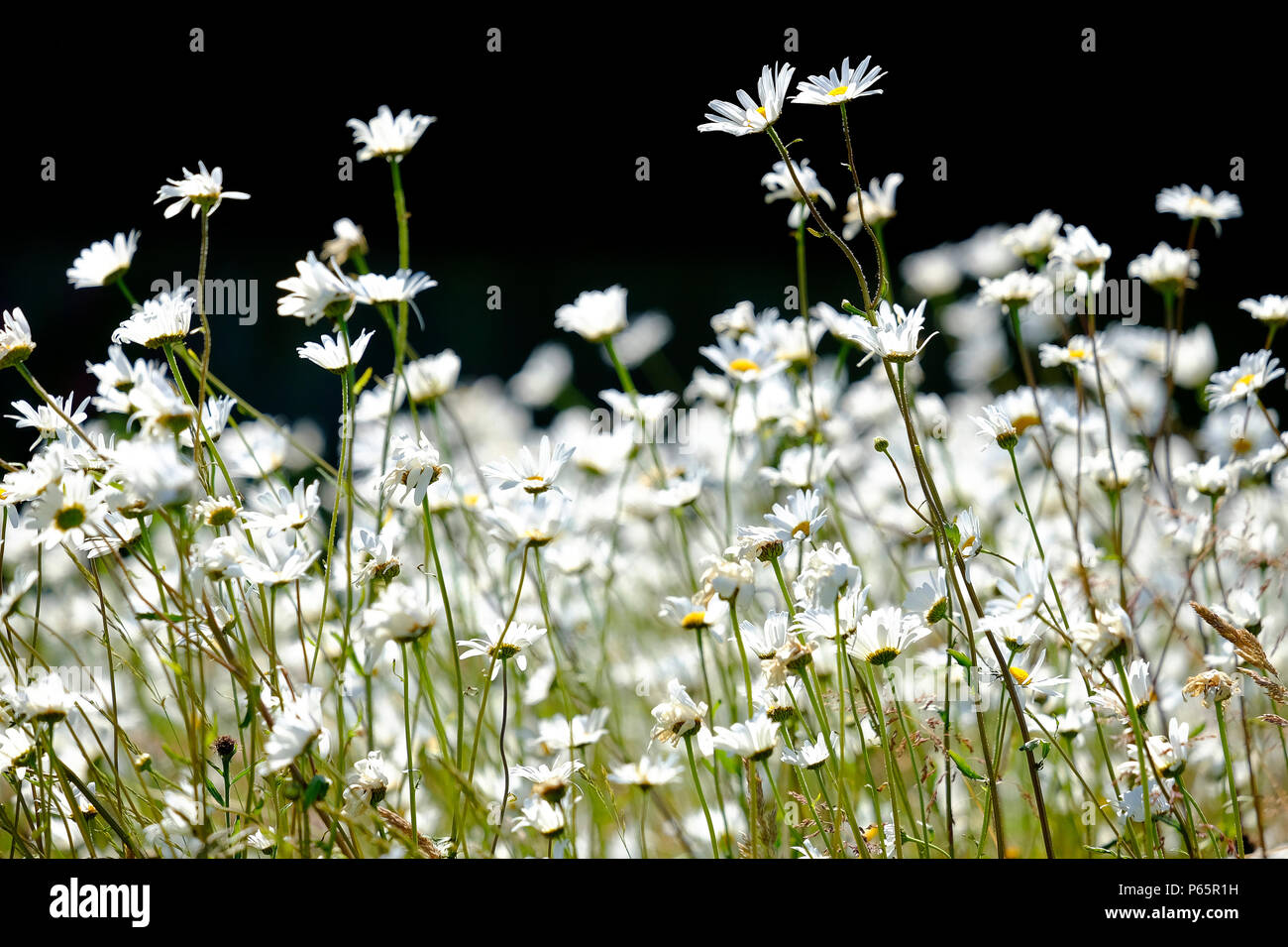 wild daisies against black background, norfolk, england Stock Photo - Alamy