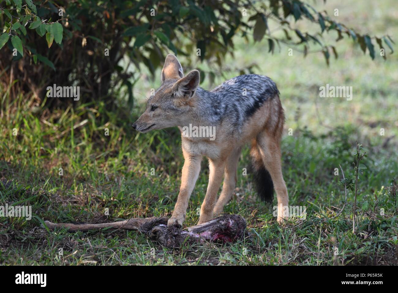 black-backed jackal, (canis mesomelas) Maasai Mara, Kenya Stock Photo ...