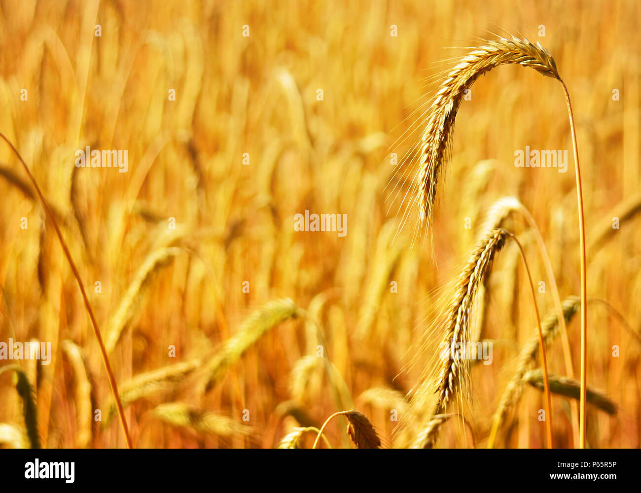 Golden autumn sun hi-res stock photography and images - Alamy